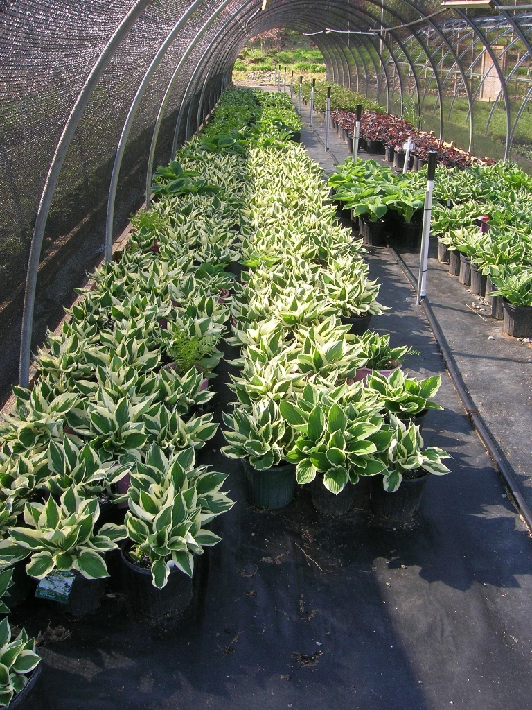 Nursery Farm - McHale Landscape